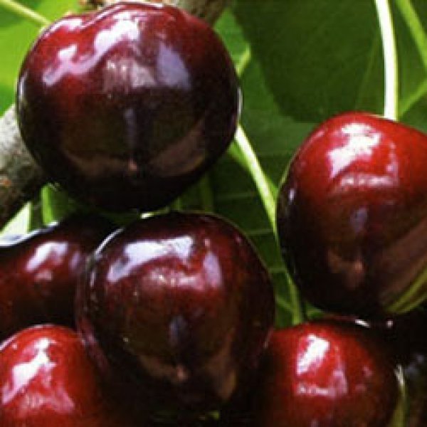 Onze Kersen – Kersenkwekerij Almere